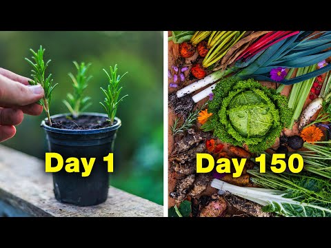 The No-Nonsense Guide to Self-Sufficiency (For Gardeners)