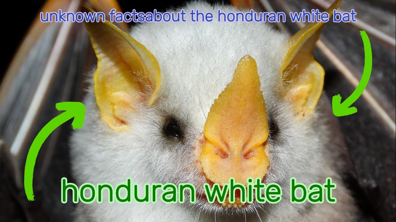 Unknown Facts About the Honduran White Bat 2024/ animals unknowns