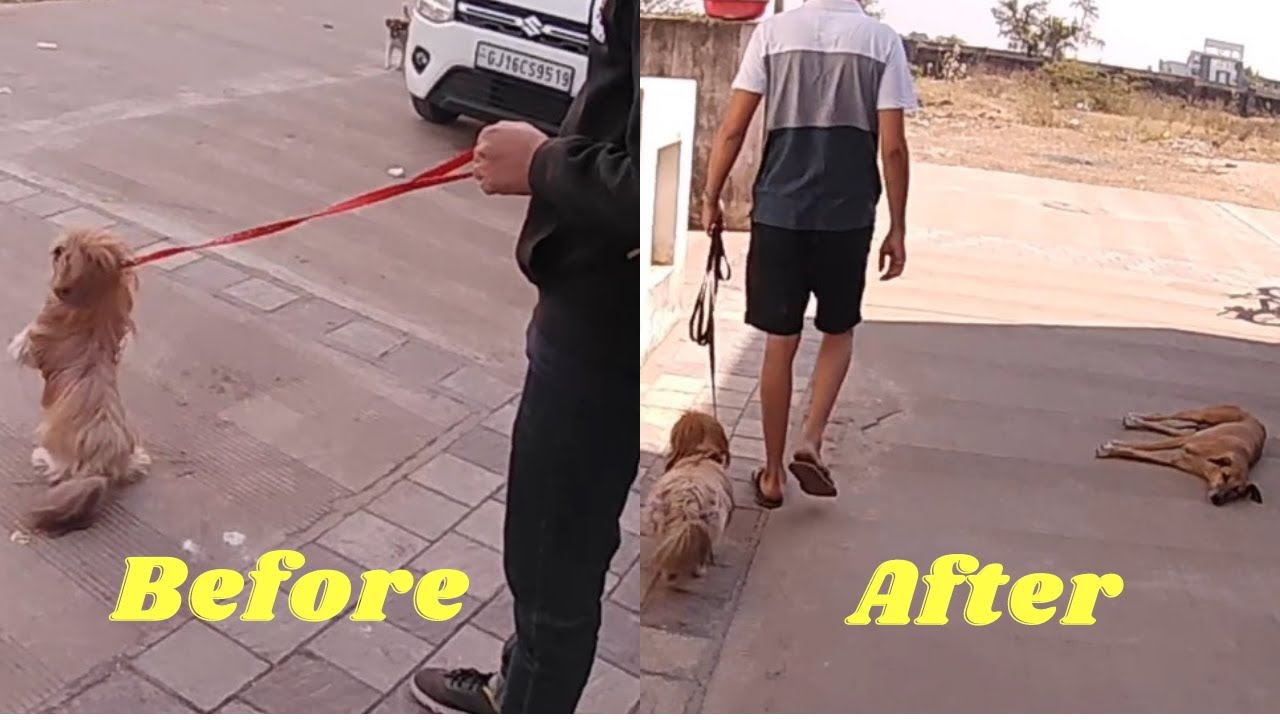 Lhasa Apso Dog Training | Fearful to Confident | Puppy Transformation