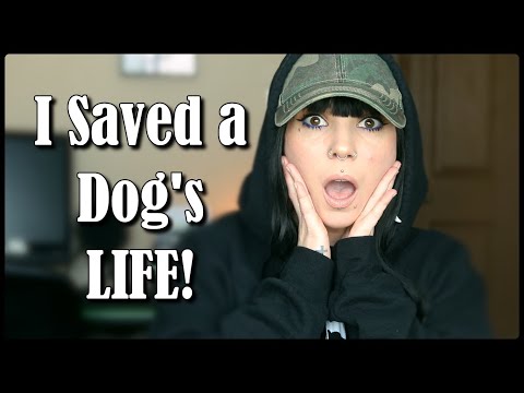 STORYTIME: I Saved a Dog's LIFE!