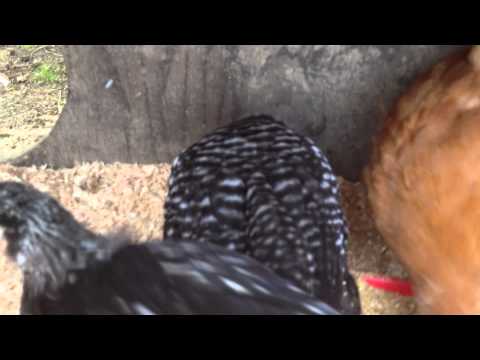 Another Sunday Chicken Disaster – The Diffner Homestead