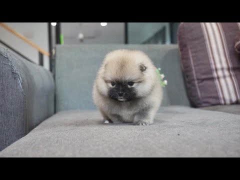 Cute Grey Sable Puppy Pomeranian Baby Dog