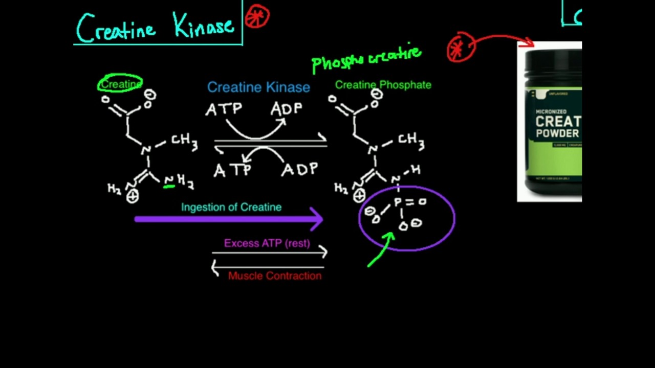 Creatine Kinase/Phosphagen System