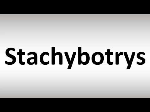 How to Pronounce Stachybotrys