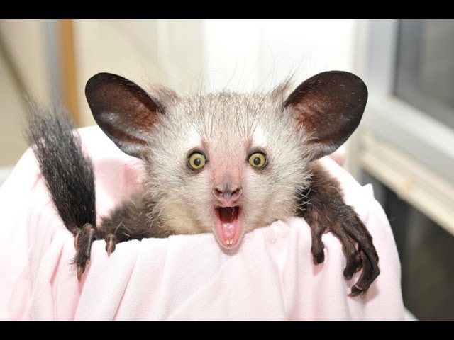 True Facts About the Aye-aye - The Awesomer