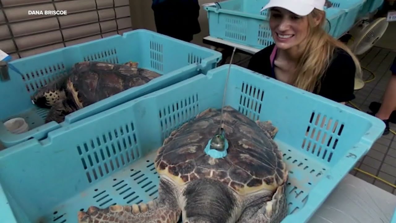 Sea turtles followed with Stanford tracking device reach California coast, researchers say