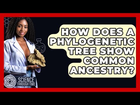 How Does A Phylogenetic Tree Show Common Ancestry? - Science Through Time