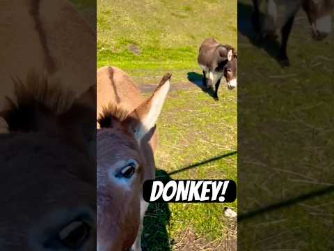Made some new friends @ Chappell Farms! 𤩠#animals #farm #ontario #likeandsubscribe