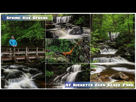Spring Has Sprung At Ricketts Glen State Park - Ricketts Glen - Waterfall Trail - Pennsylvania