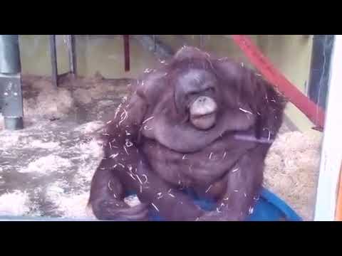 shock, the monkey fell
