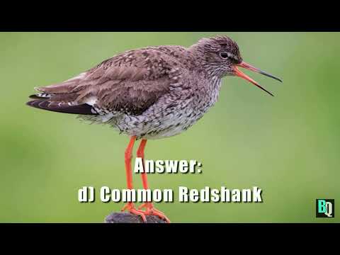 Bird Quiz