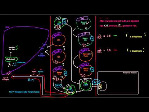 Lipoproteins (Part 7 of 7) - HDL (High Density Lipoprotein)