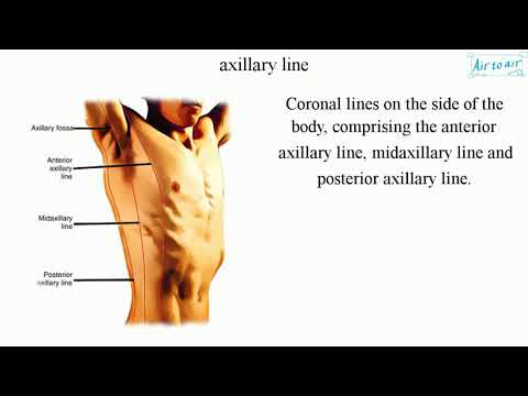 axillary line (English) - Medical terminology for medical students -