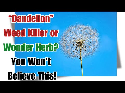 Dandelion Spiritual and Medicinal Meaning