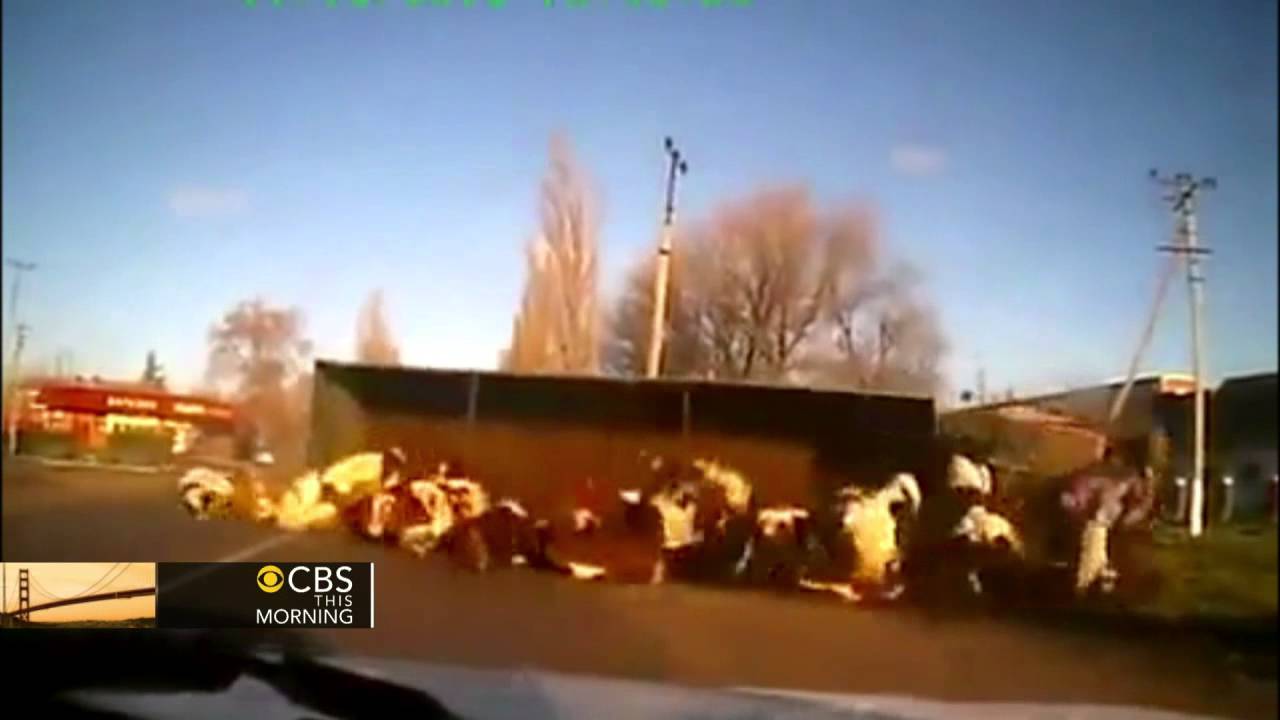 Watch: Truck full of cows tips over