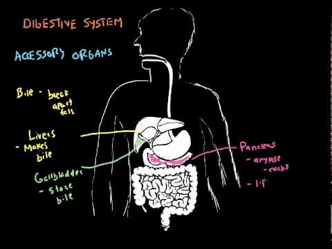 Accessory Organs of Digestion