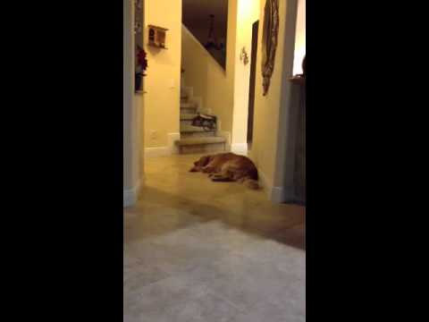 Golden Retriever only understands spanish
