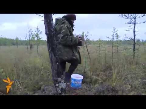 'There Is No Other Way': How A Siberian Village Survives On The Forest