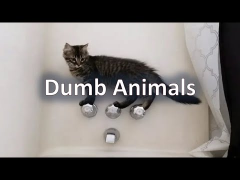 Dumb Animals | thewaybiblicalfellowship.com