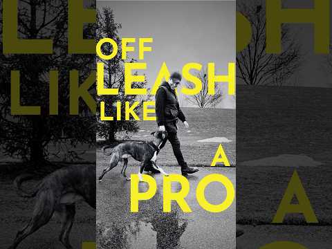How to teach your dog to walk with you even when off leash #dogtraining