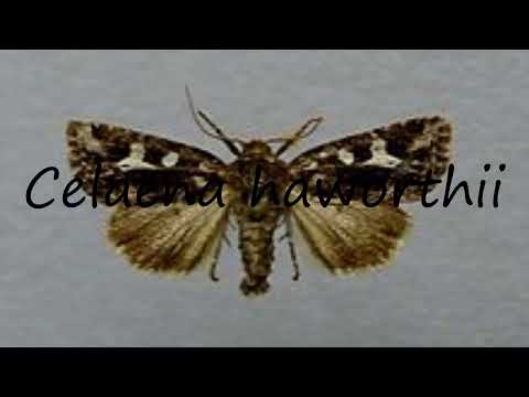 How to pronounce Celaena haworthii in Romanian?