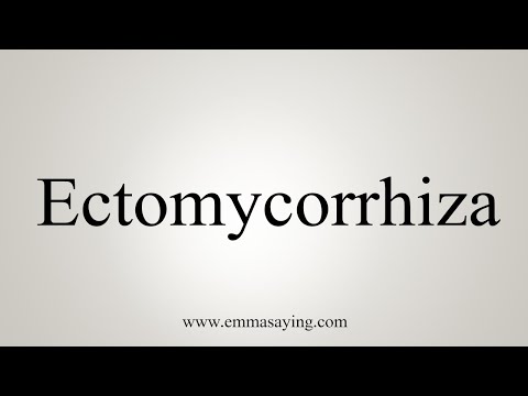 How To Say Ectomycorrhiza