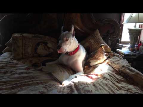 Deaf Great Dane listens and responds to sister Great Dane's barking