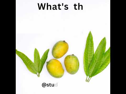 The scientific name of mango.... Mangifera indica Linn...#neet #biology #science #shorts#viralvideo