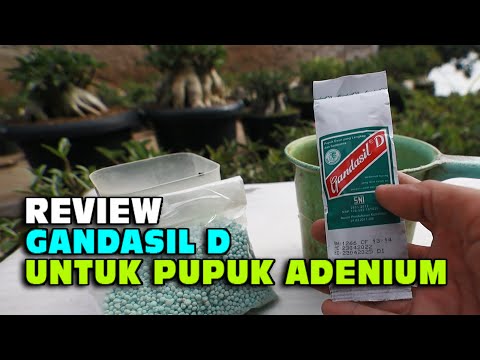 Review and How to Use Gandasil D Fertilizer for Adenium Plants. ( Subtitle ) Desert Rose Bonsai
