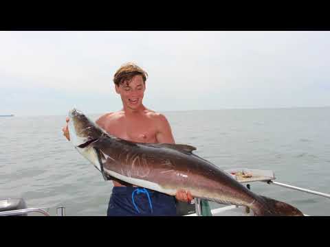 Cobia Fishing Tips