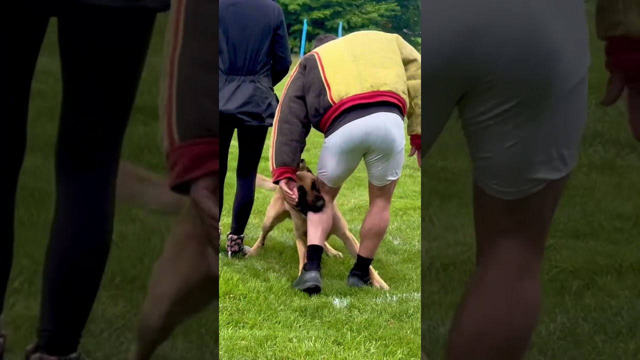 Dog bites decoy’s bare leg. #dogtraining #pets #sportdog #animals #funny #k9