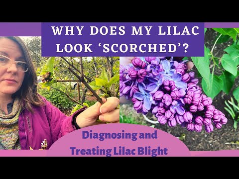 Why Does My Lilac Look Scorched? Diagnosing and Treating Lilac Blight