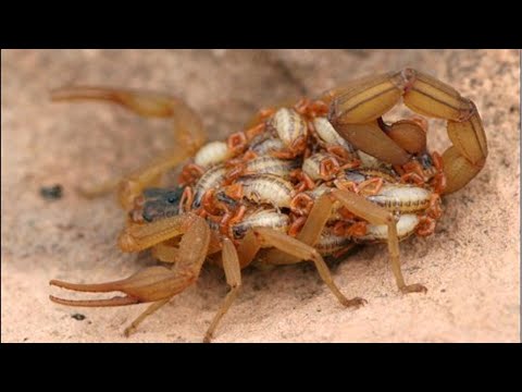 Scorpion Babies Eat Mother - How To Discuss