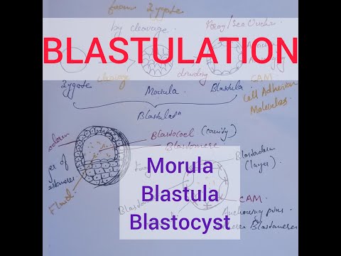 Blastulation & Types | Morula & Blastocyst | English