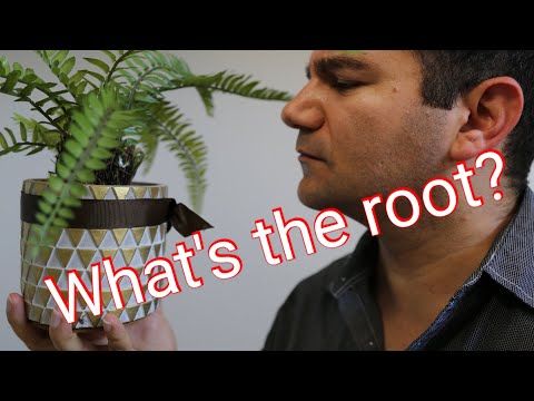 What is the root of a verb?