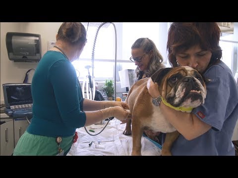 About NYC's Animal Medical Center