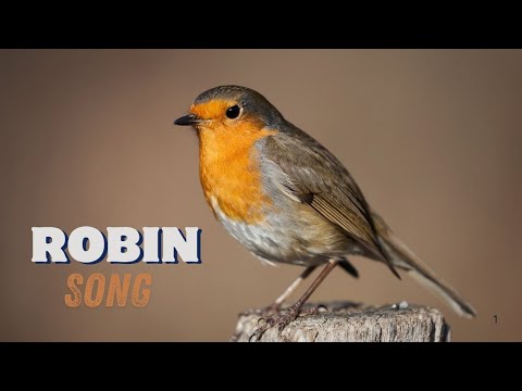 Robin Song & Call - The Sweet Melody of Spring πΆπ¦