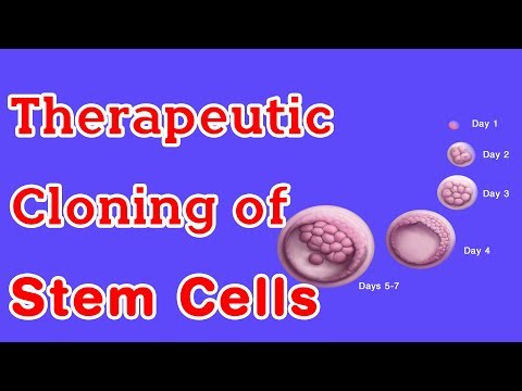 What is Somatic Cell Nuclear Transfer & therapeutic cloning of stem cells? - Dr. Mangala Devi KR