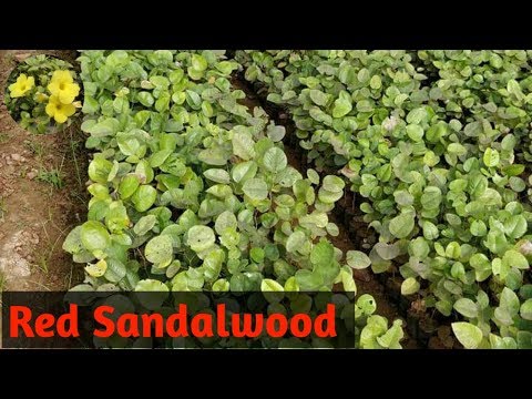 Sandalwood Plant - Wholesale Price & Mandi Rate for Chandan Plant in India