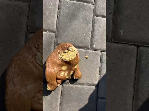 he gave me side eye #shorts #viral #funny #monkey
