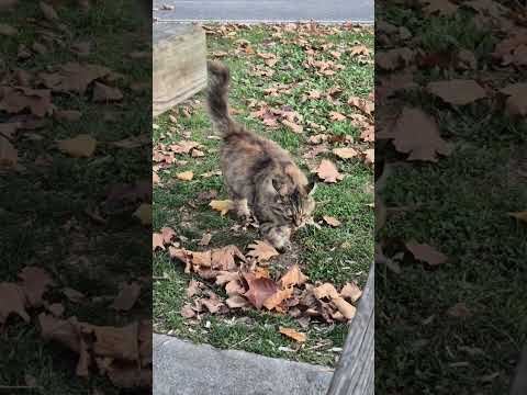 Why Tortoiseshell Cat Are The Best Cat