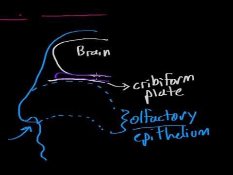 Olfaction - structure & function