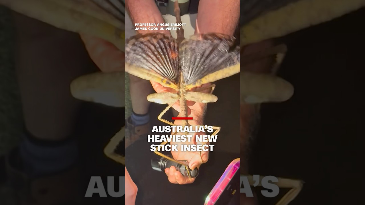 Record-breaking stick insect found in #Australia