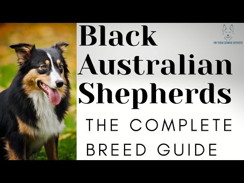 Black Australian Shepherd: The Complete Breed Guide
