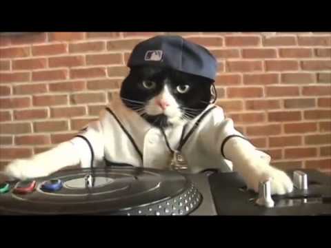 DJ KITTY