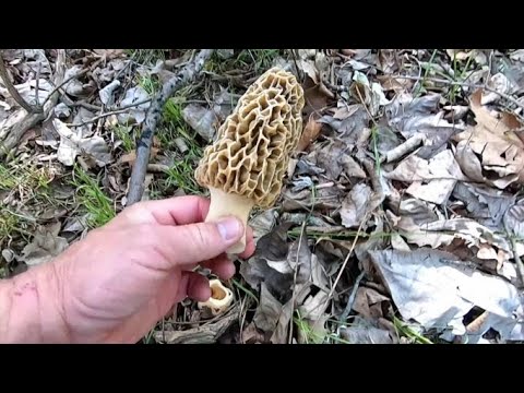 Finding Morel Mushrooms In Southeast Oklahoma with my sidekick Diesel the Dog.