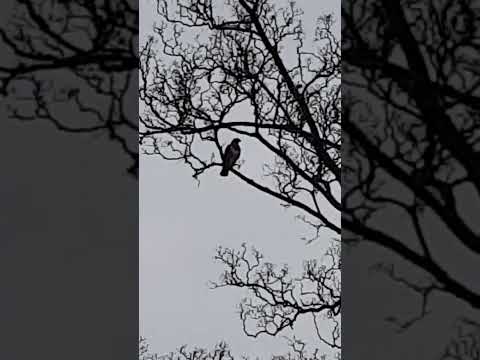 Common Buzzard