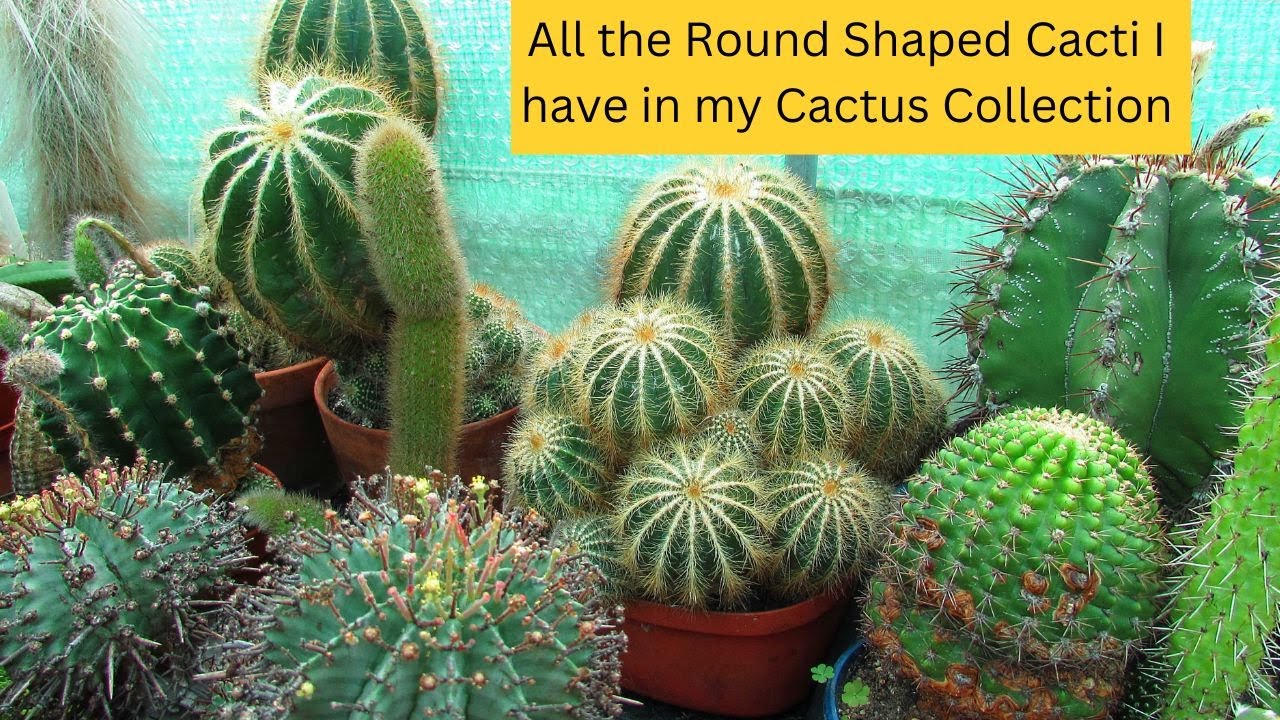 All the Round Shaped Cacti I have in my Cactus Collection | Cactus Collection