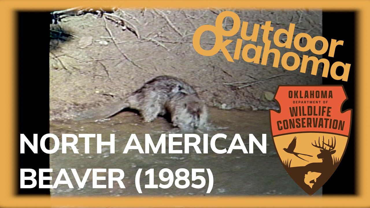 North American Beaver (castor canadensis)