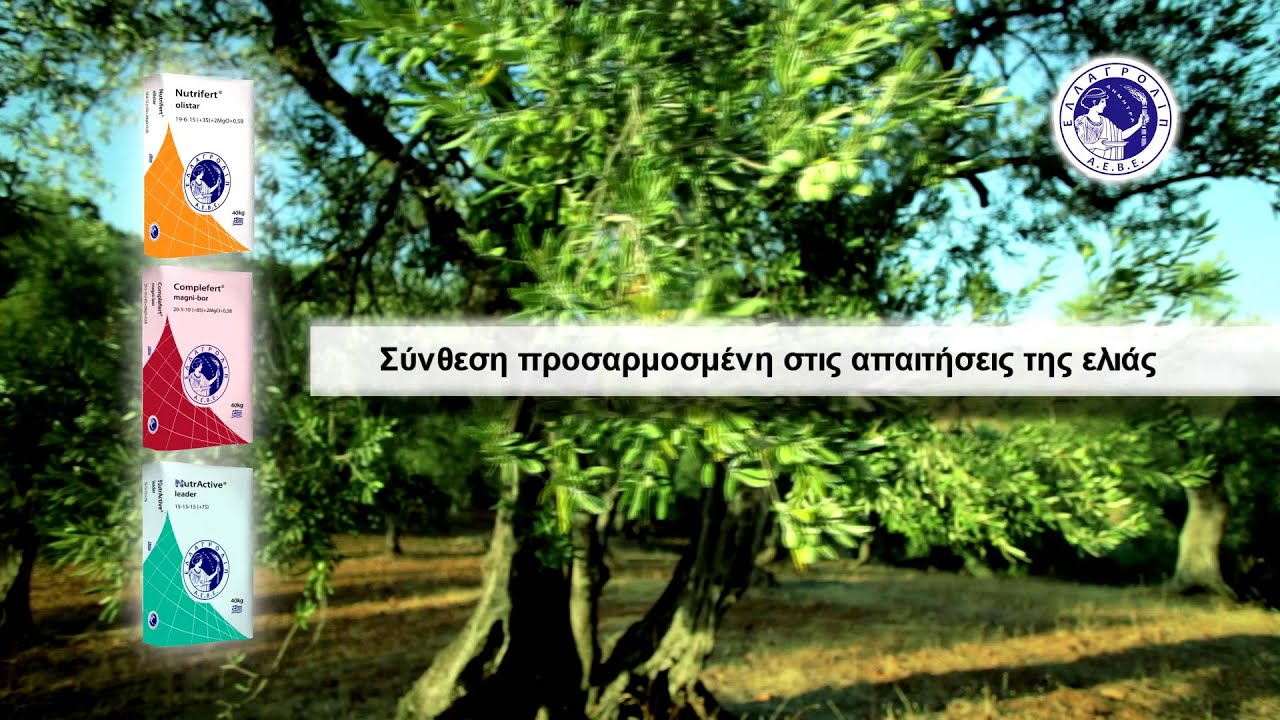 Olive tree fertilization by Hellagrolip